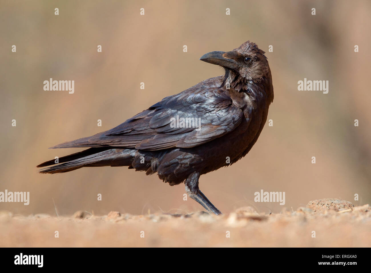 Bruinnekraaf hi-res stock photography and images - Alamy