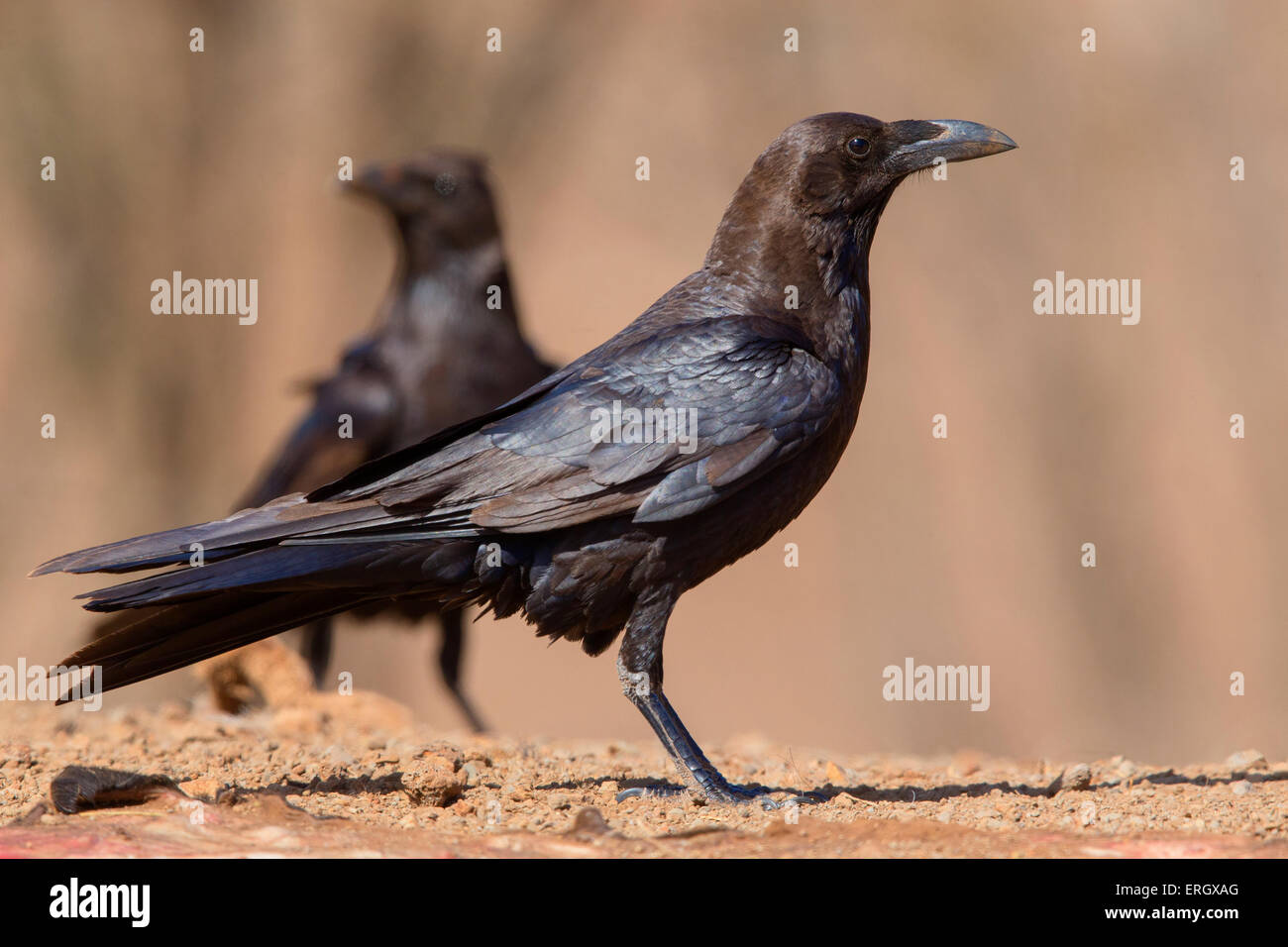 Brown necked ravens hi-res stock photography and images - Alamy