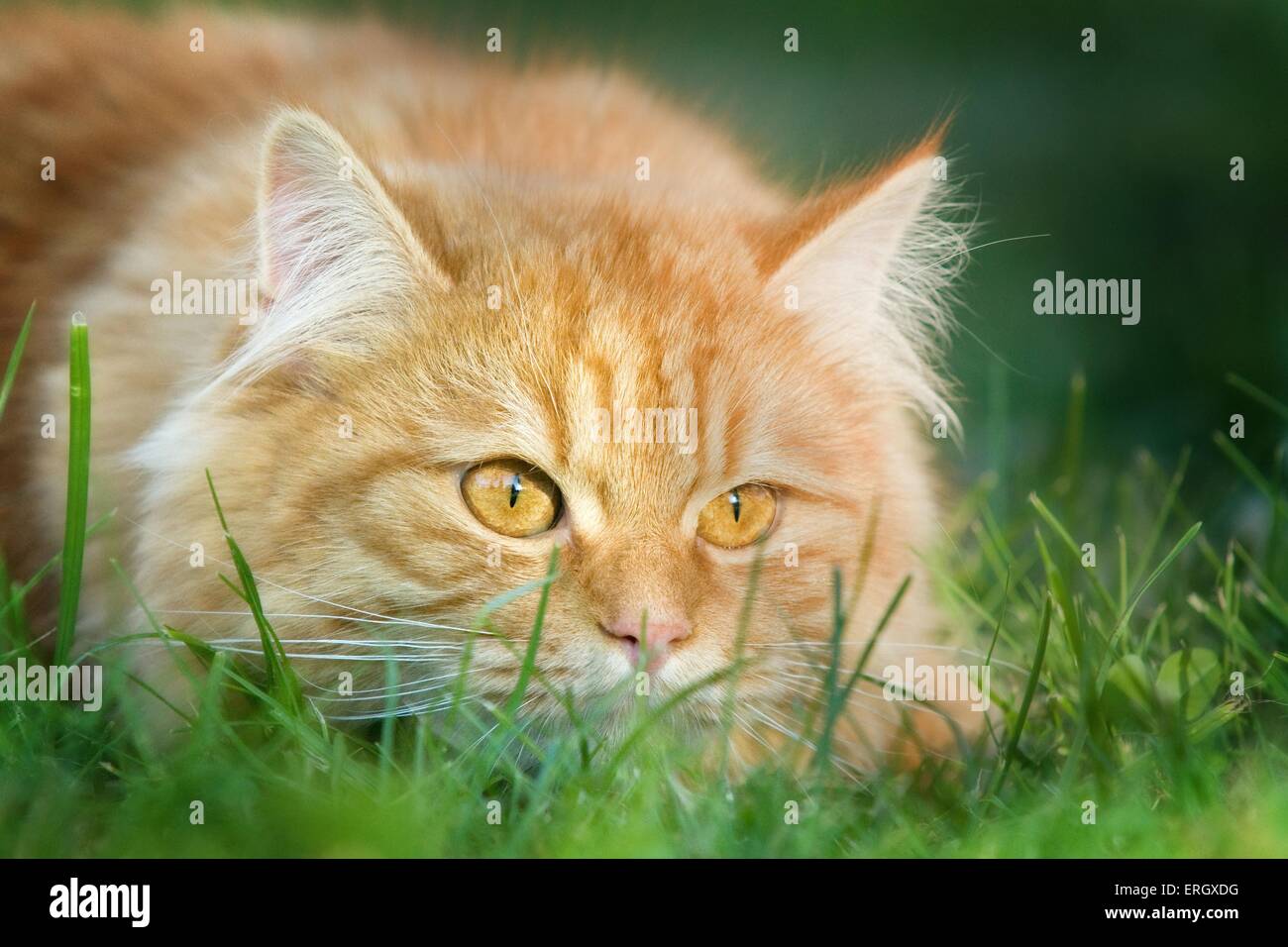 creeping German Longhair Stock Photo - Alamy
