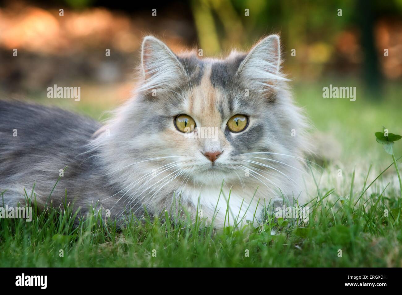 lying German Longhair Stock Photo - Alamy