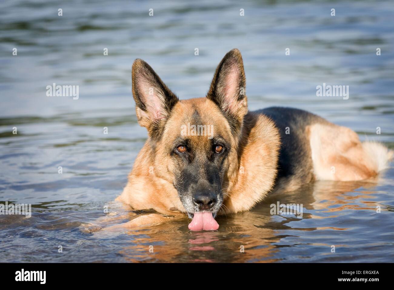 drinking German Shepherd Stock Photo - Alamy