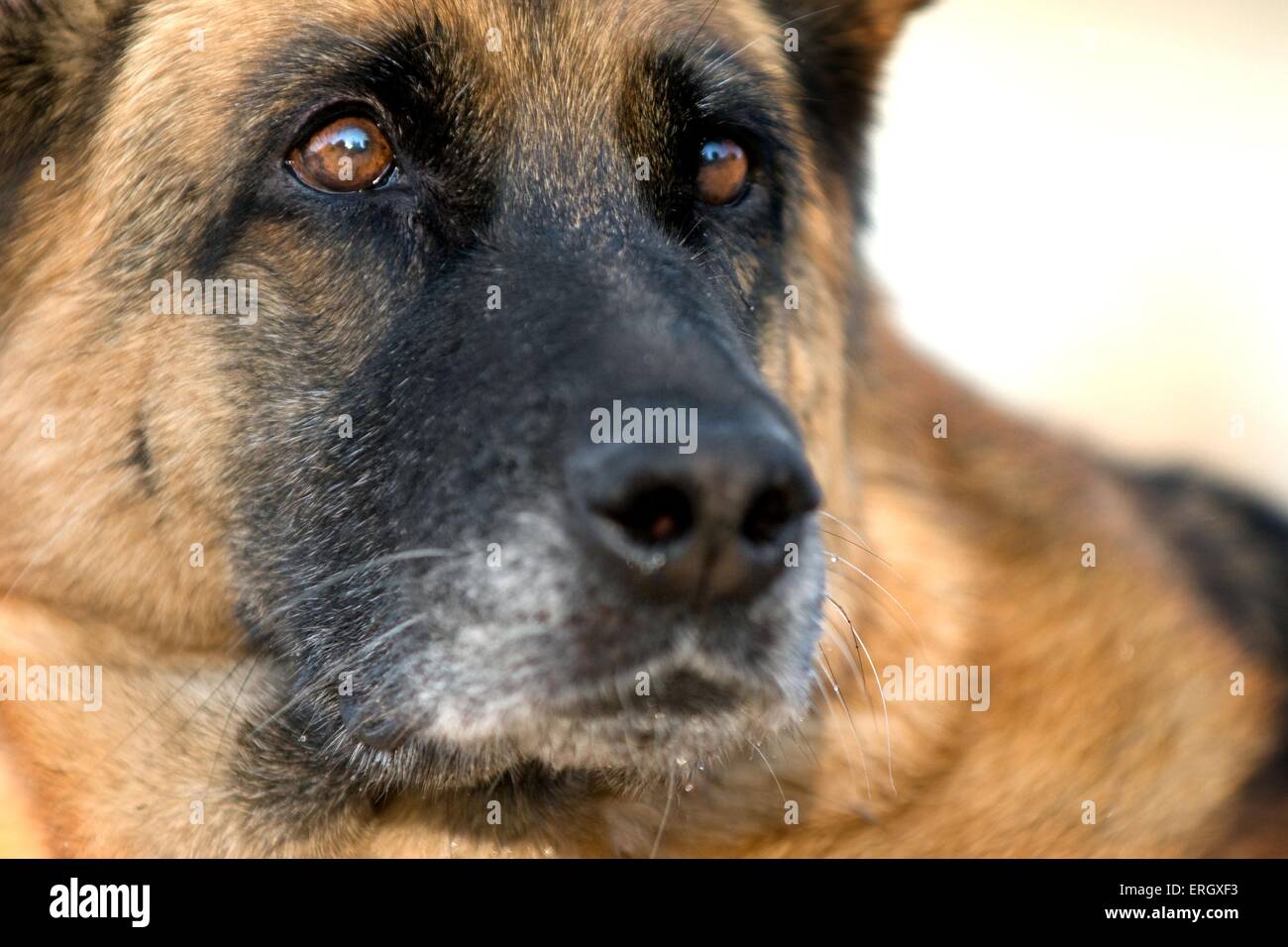 German Shepherd face Stock Photo - Alamy