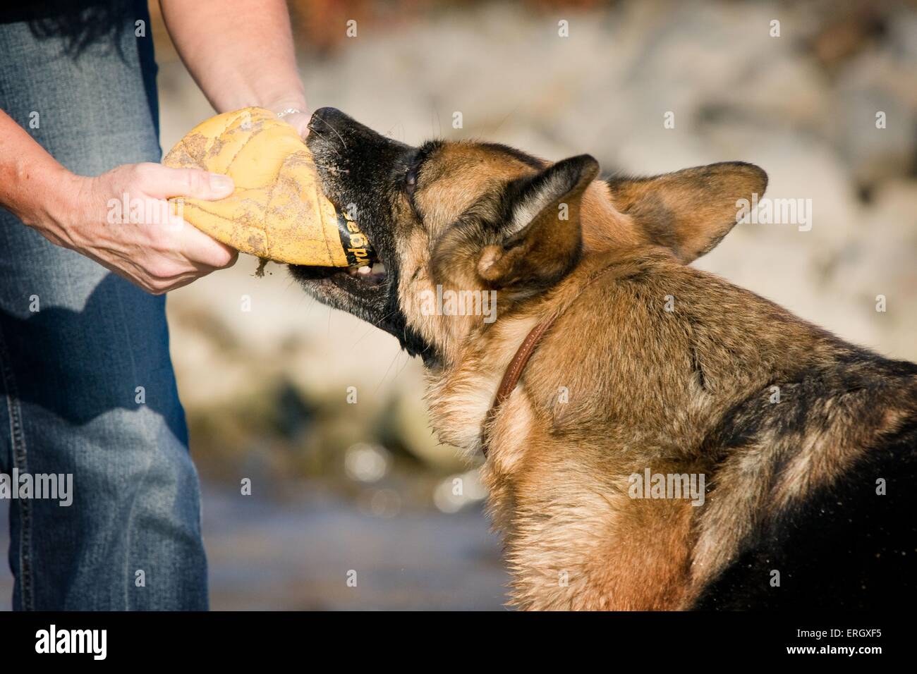 playing German Shepherd Stock Photo - Alamy
