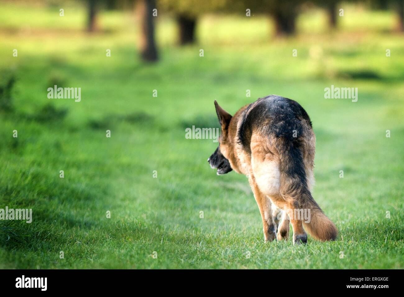 walking German Shepherd Stock Photo - Alamy