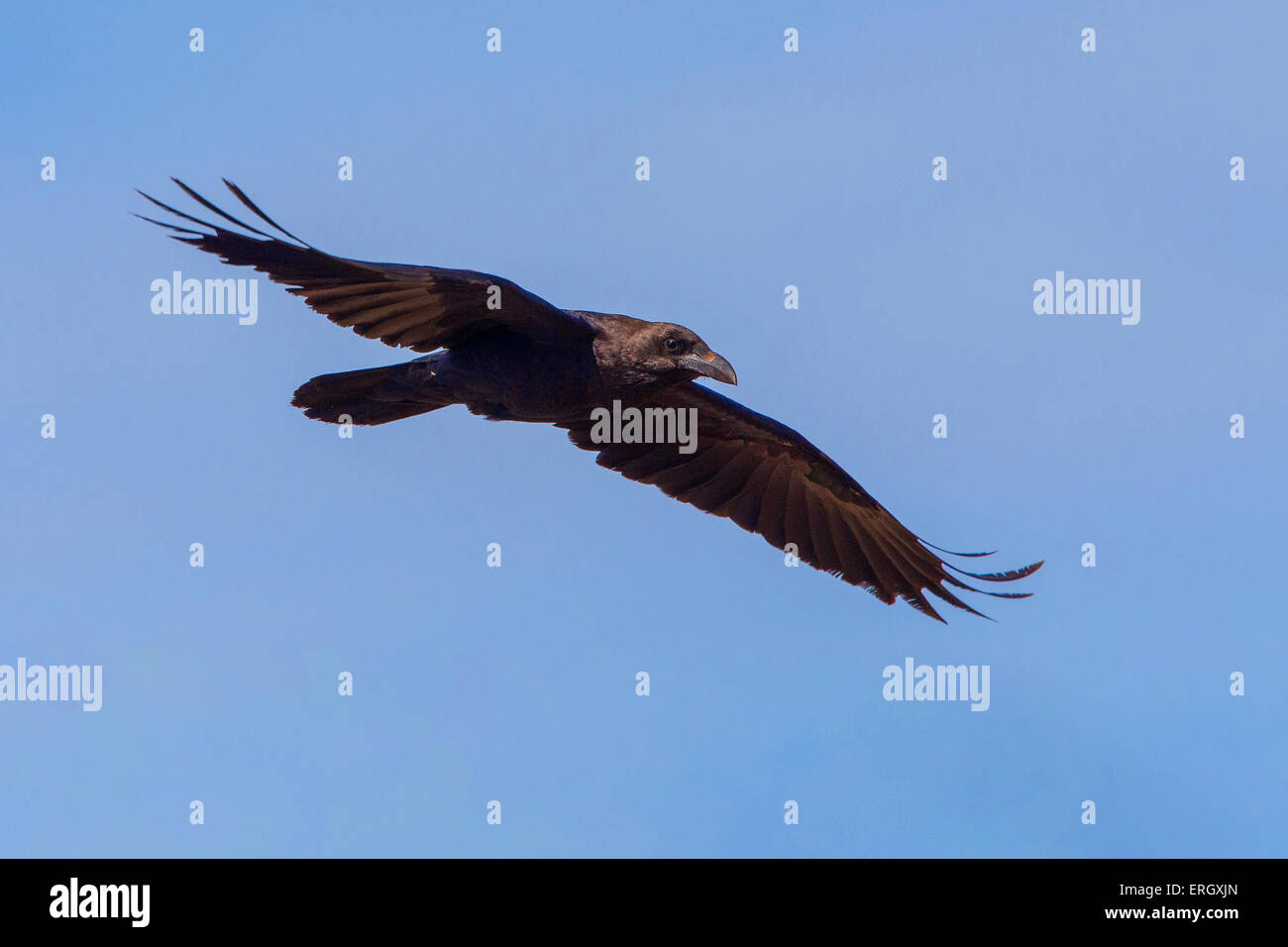 Brown necked ravens hi-res stock photography and images - Alamy