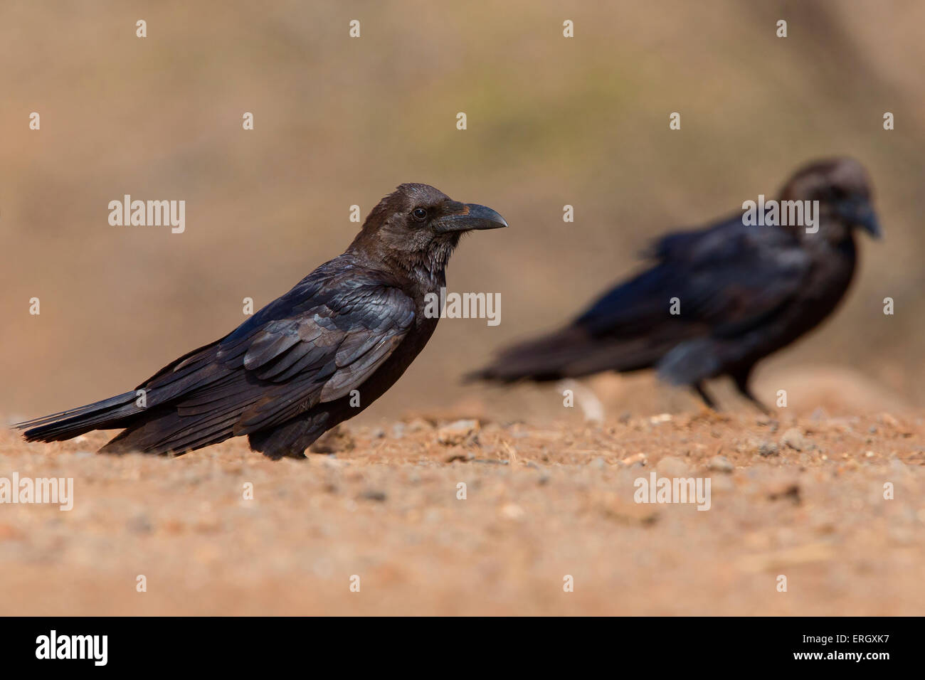 Brown necked ravens hi-res stock photography and images - Alamy