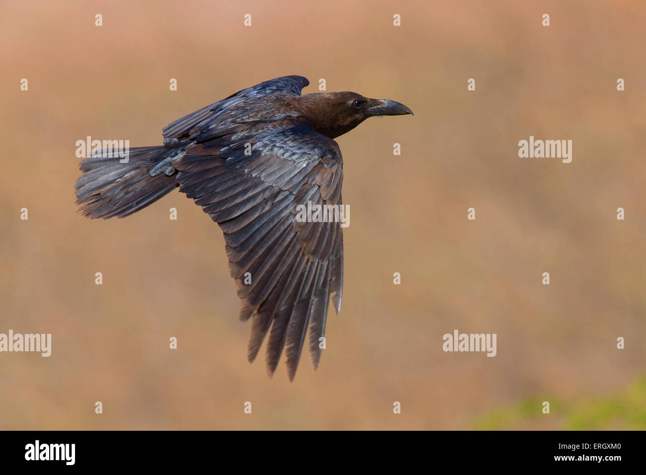 Bruinnekraaf hi-res stock photography and images - Alamy