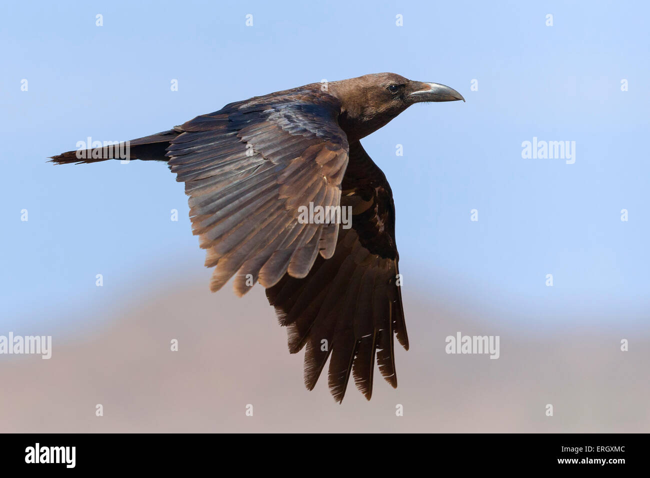 Brown necked ravens hi-res stock photography and images - Alamy