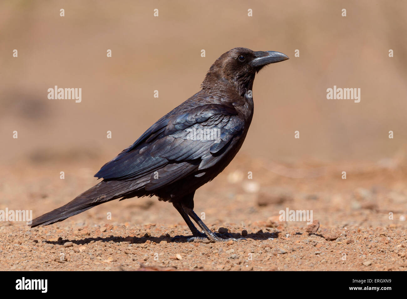 Brown necked ravens hi-res stock photography and images - Alamy