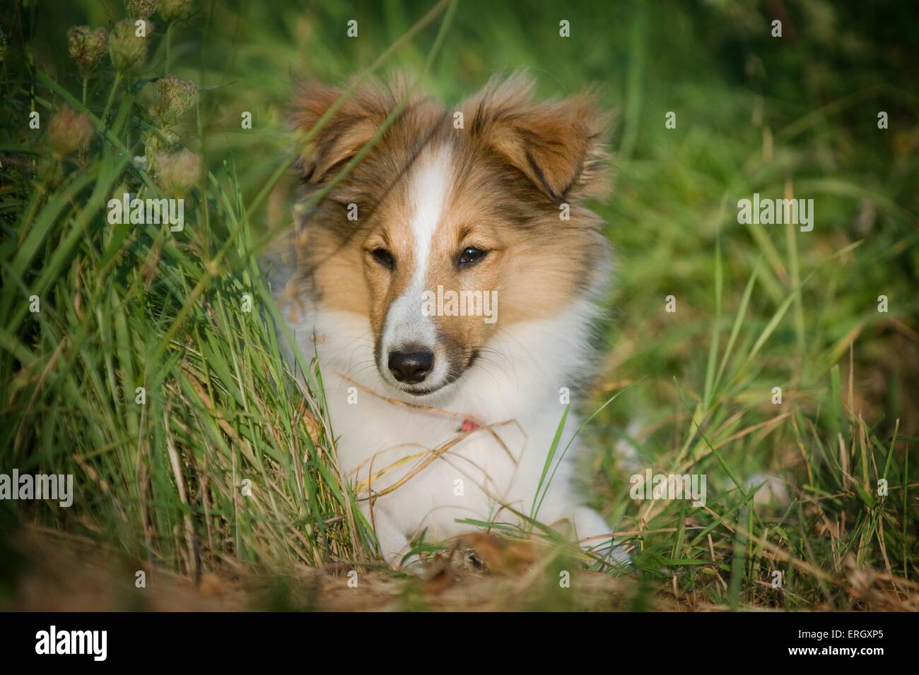 Bicolor sheltie hi-res stock photography and images - Alamy