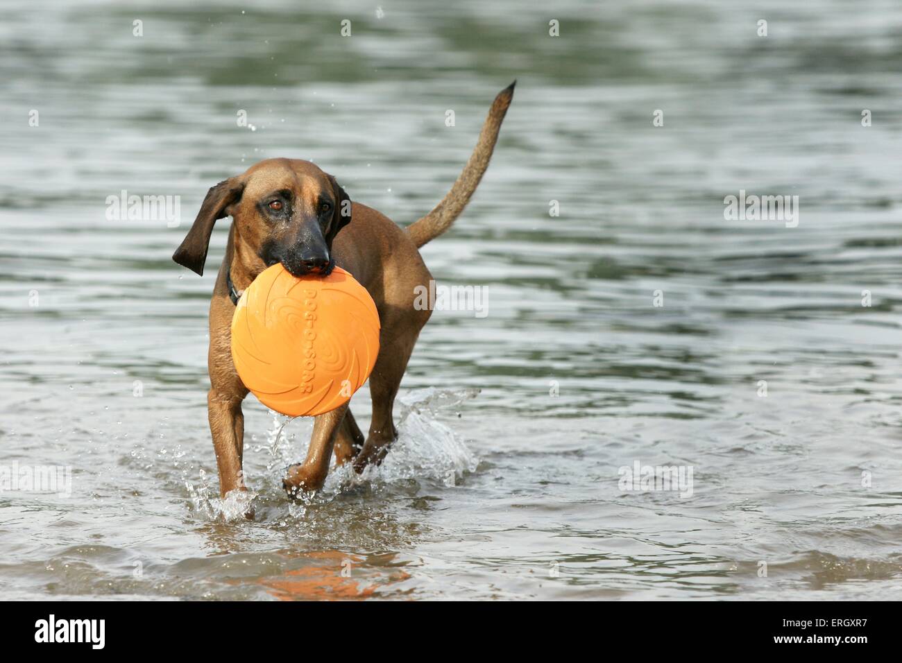 Jog bag hi-res stock photography and images - Alamy
