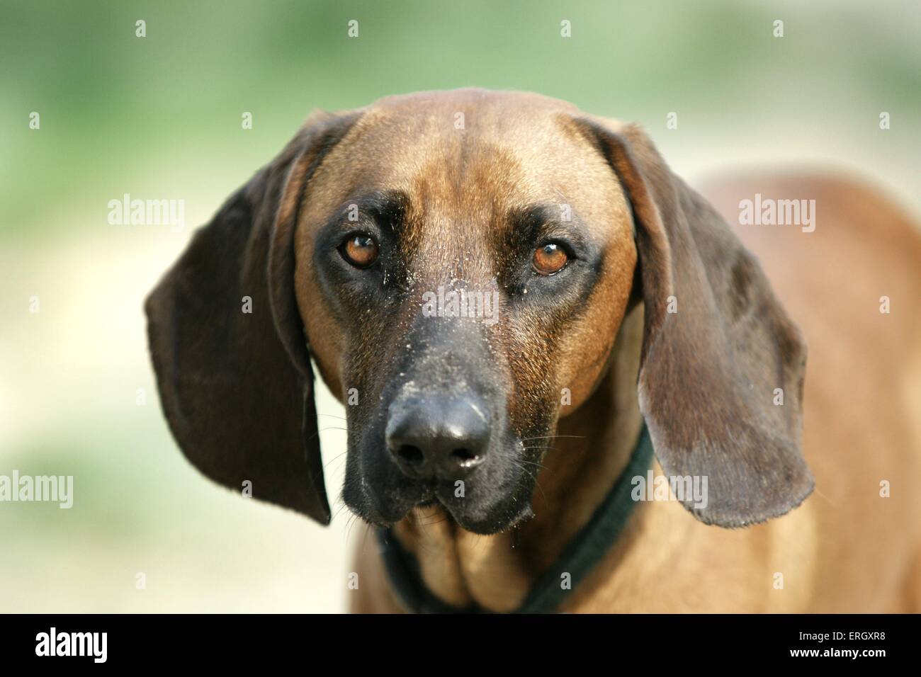 Scent hound dog hi-res stock photography and images - Alamy
