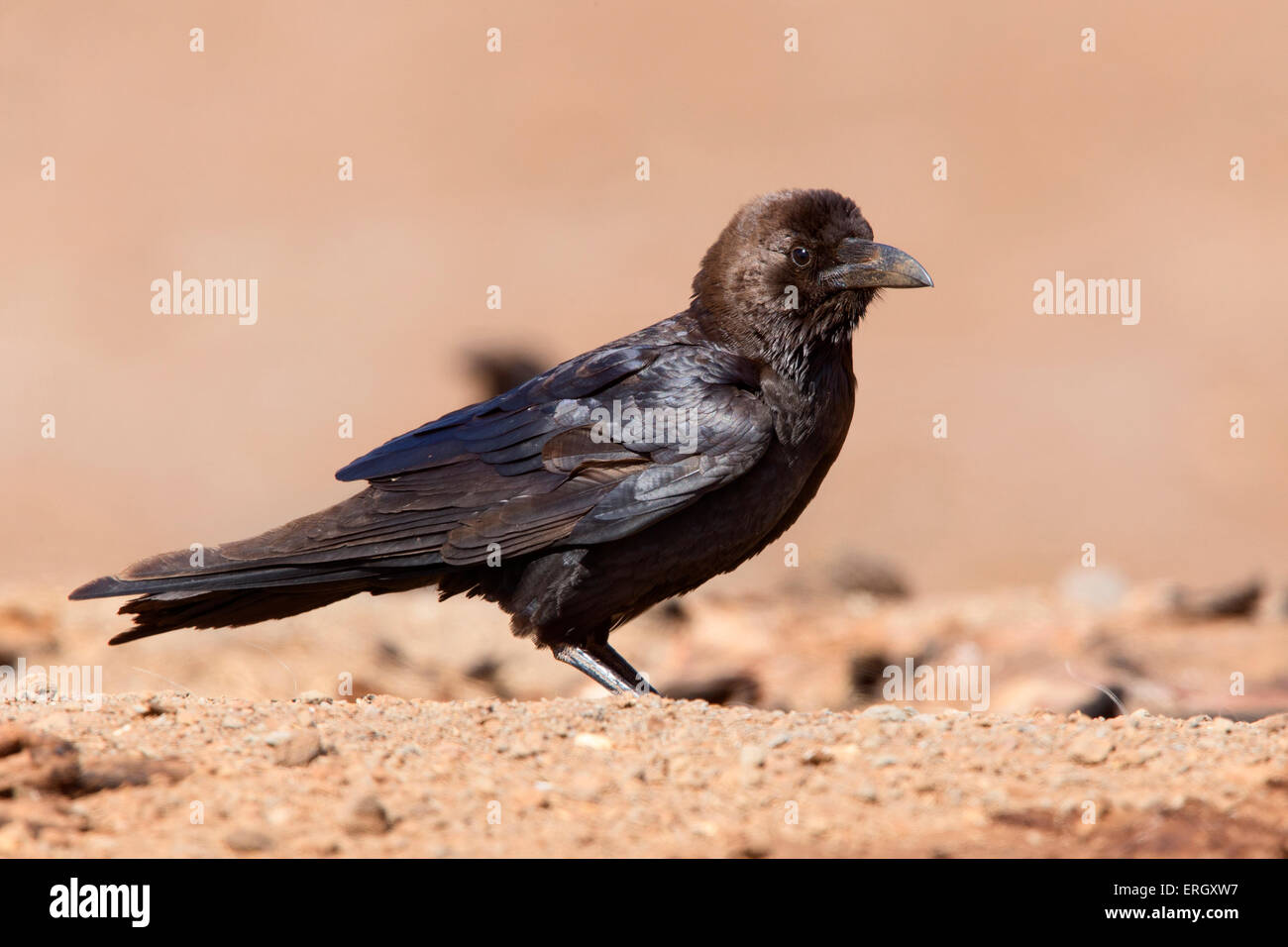 Brown necked ravens hi-res stock photography and images - Alamy