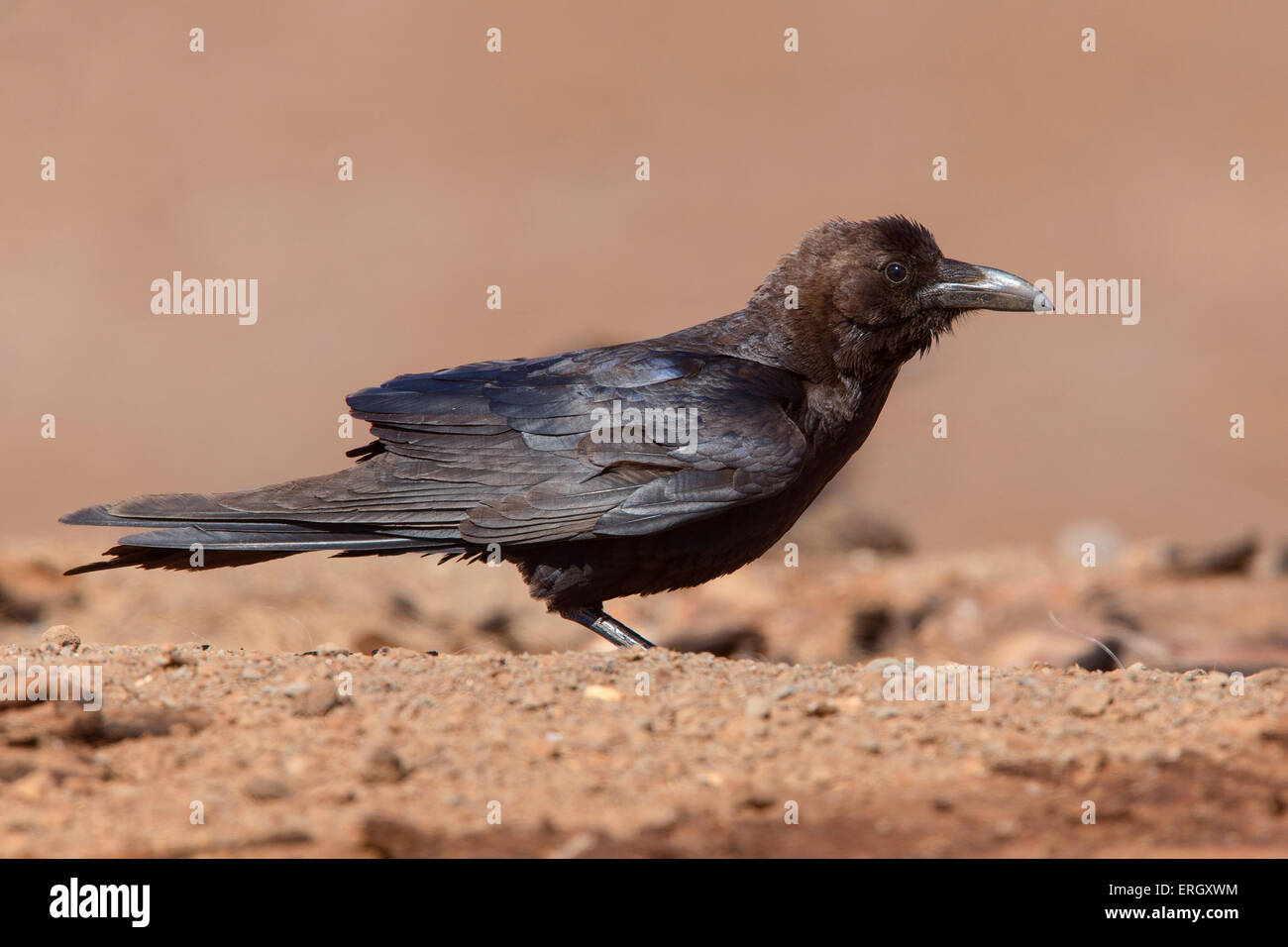 Brown necked raven hi-res stock photography and images - Alamy