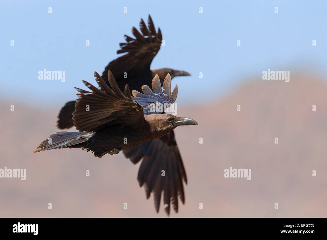 Brown necked ravens hi-res stock photography and images - Alamy