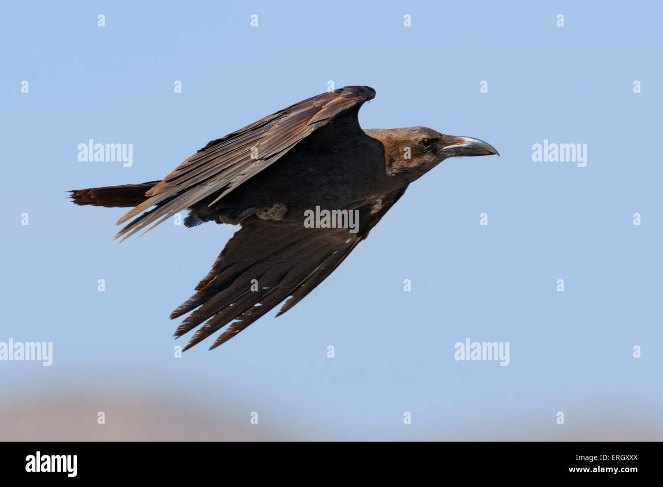 Corvus Ruficollis High Resolution Stock Photography and Images - Alamy