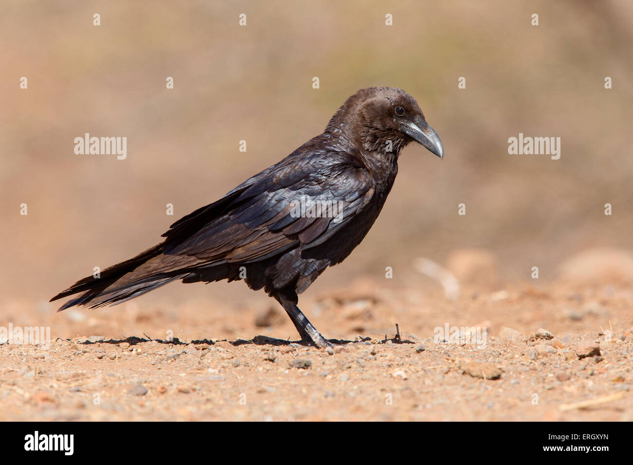 Brown necked raven hi-res stock photography and images - Alamy