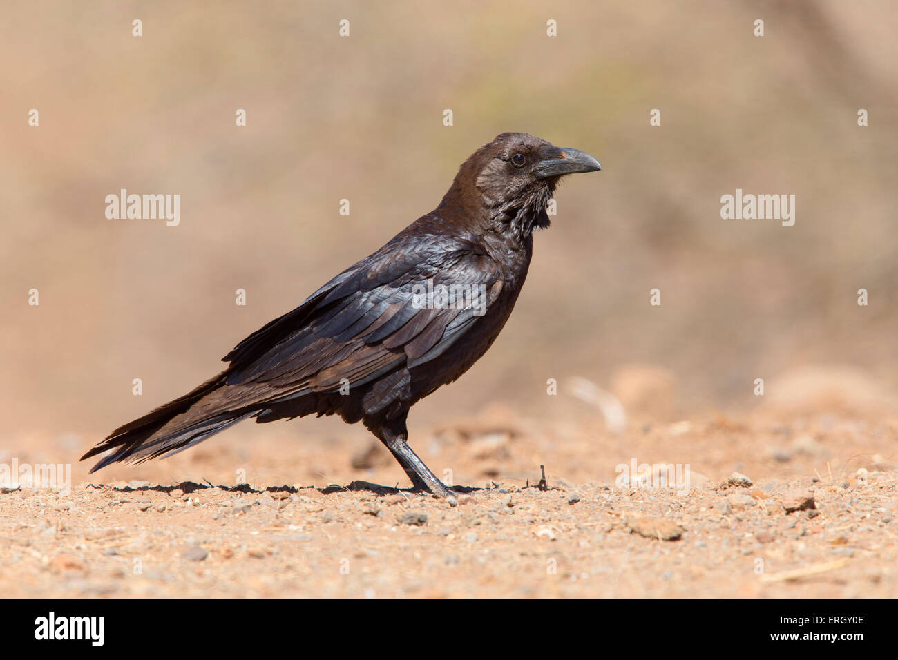 Brown necked raven hi-res stock photography and images - Alamy
