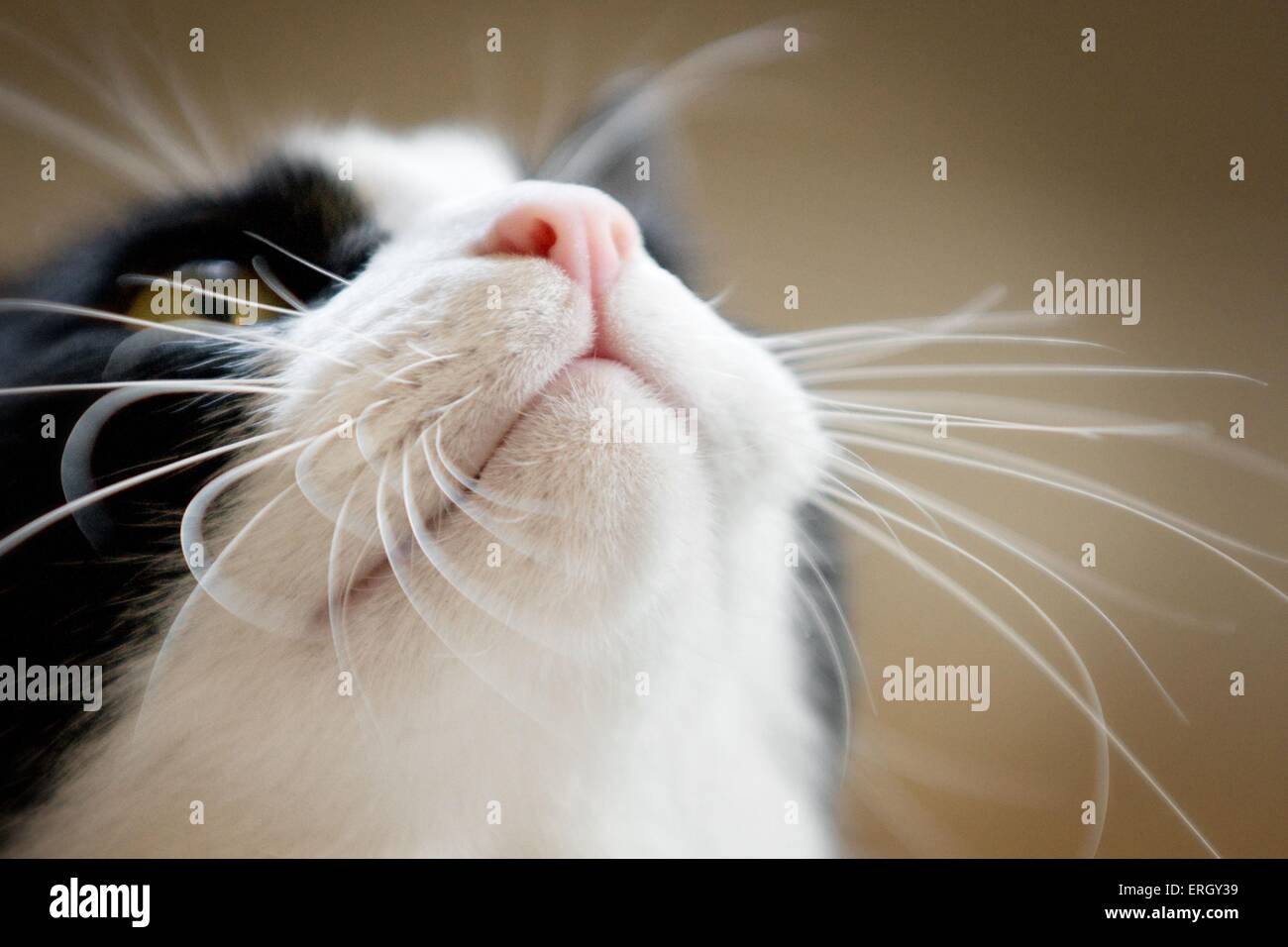 domestic cat mouth Stock Photo - Alamy