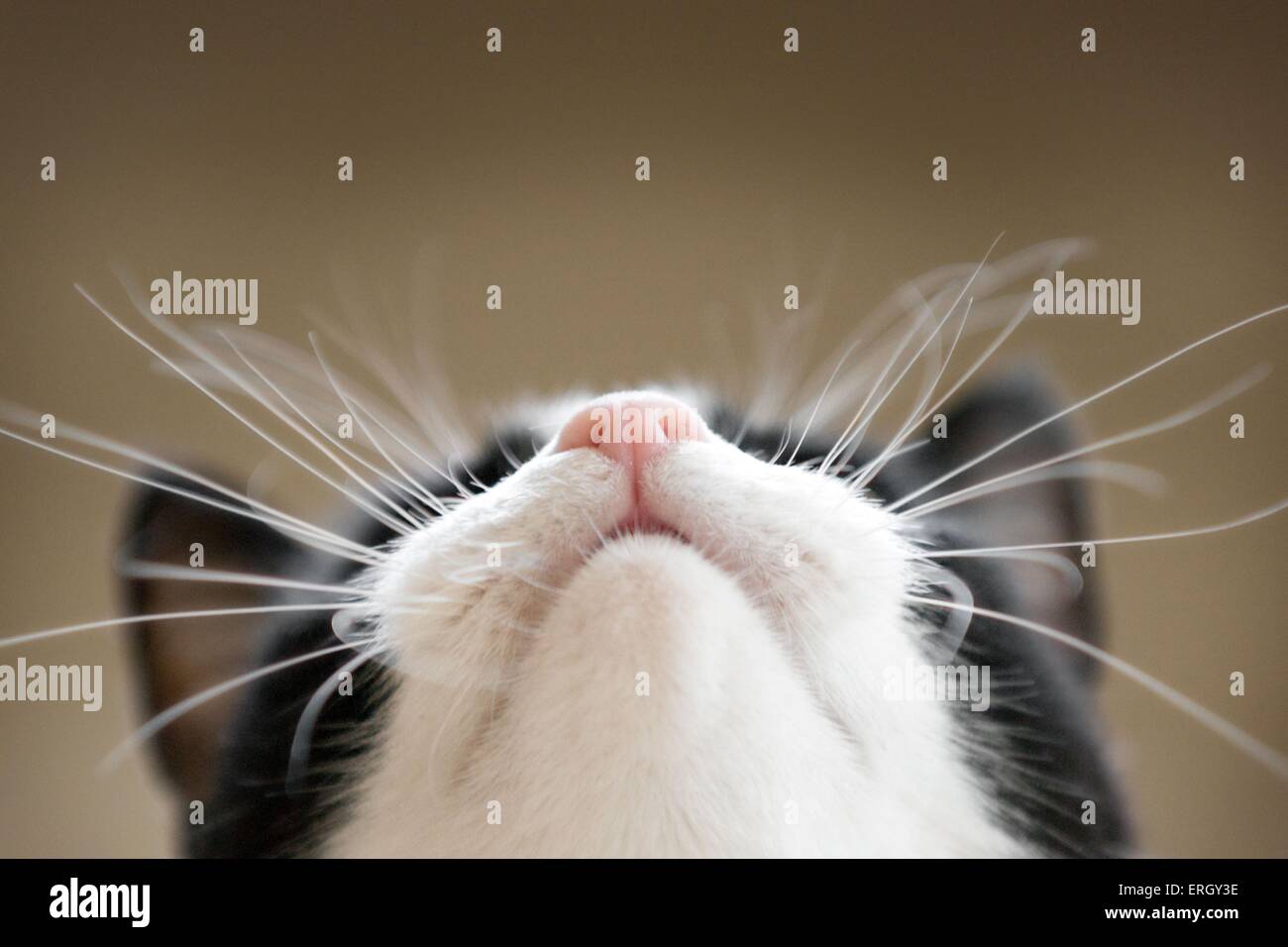 domestic cat mouth Stock Photo - Alamy