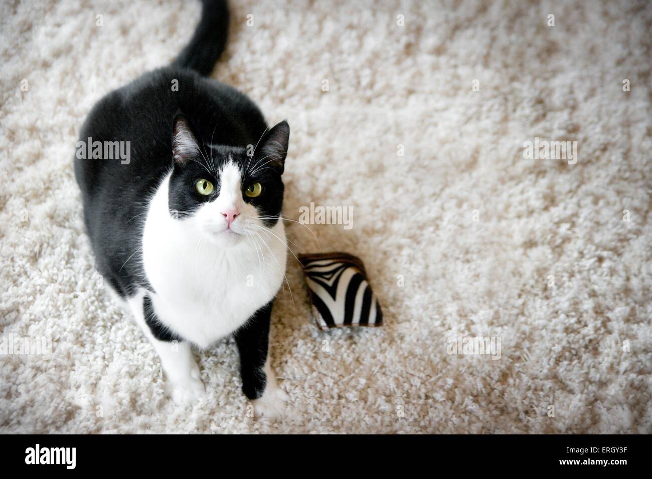 sitting domestic cat Stock Photo - Alamy