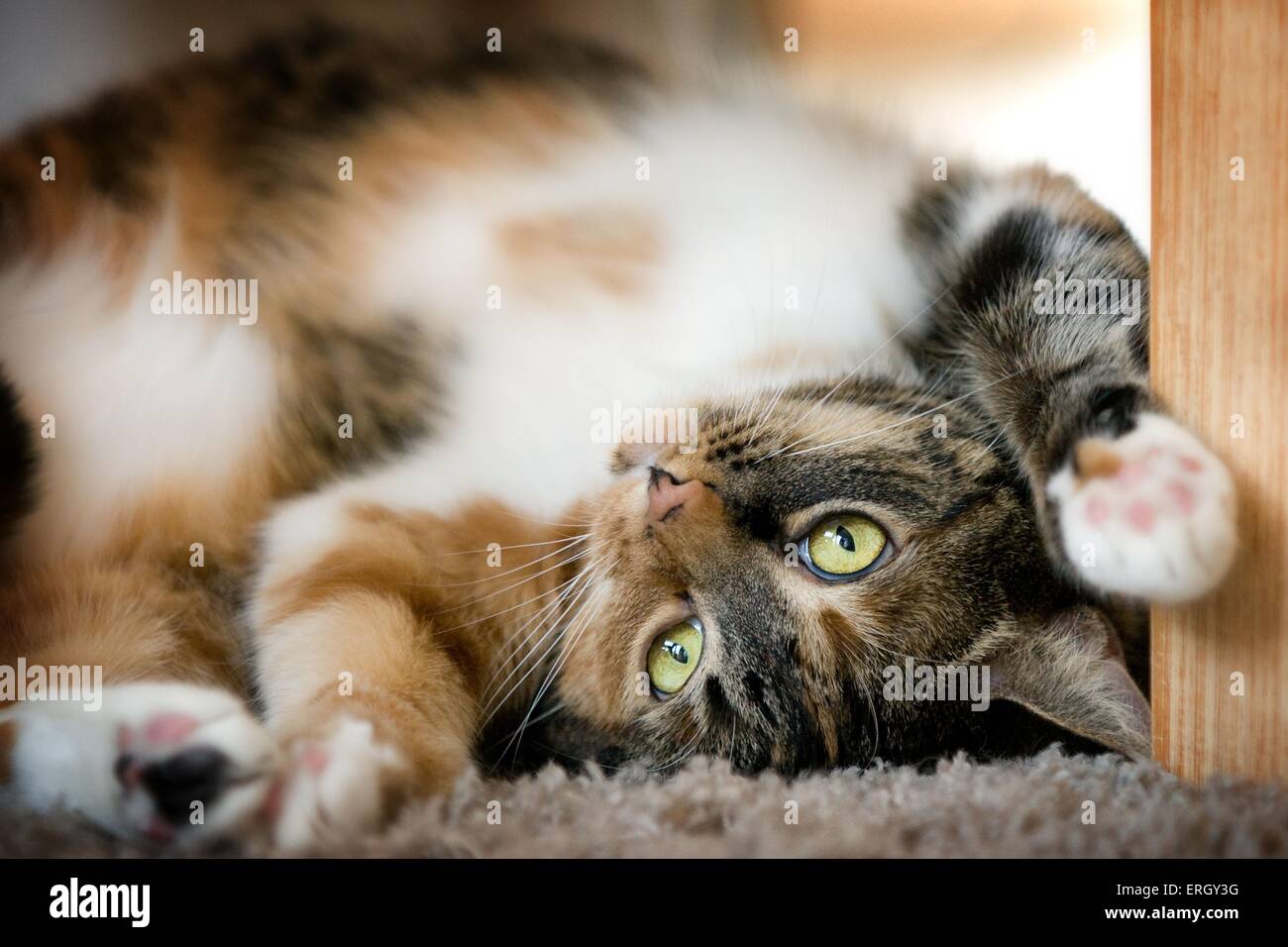 rolling domestic cat Stock Photo - Alamy