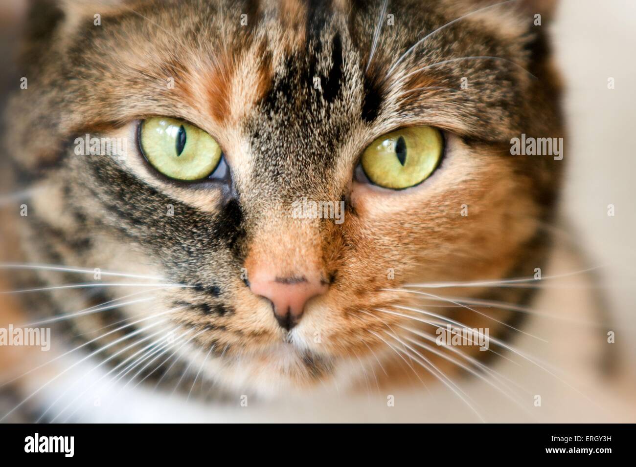 domestic cat face Stock Photo - Alamy