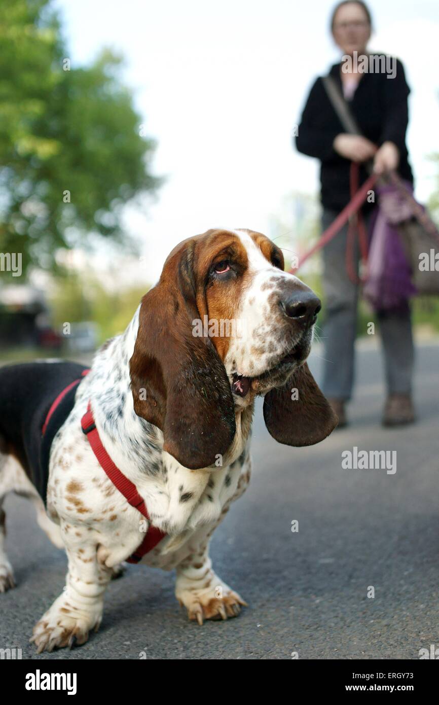 Leashed hounds hi-res stock photography and images - Alamy