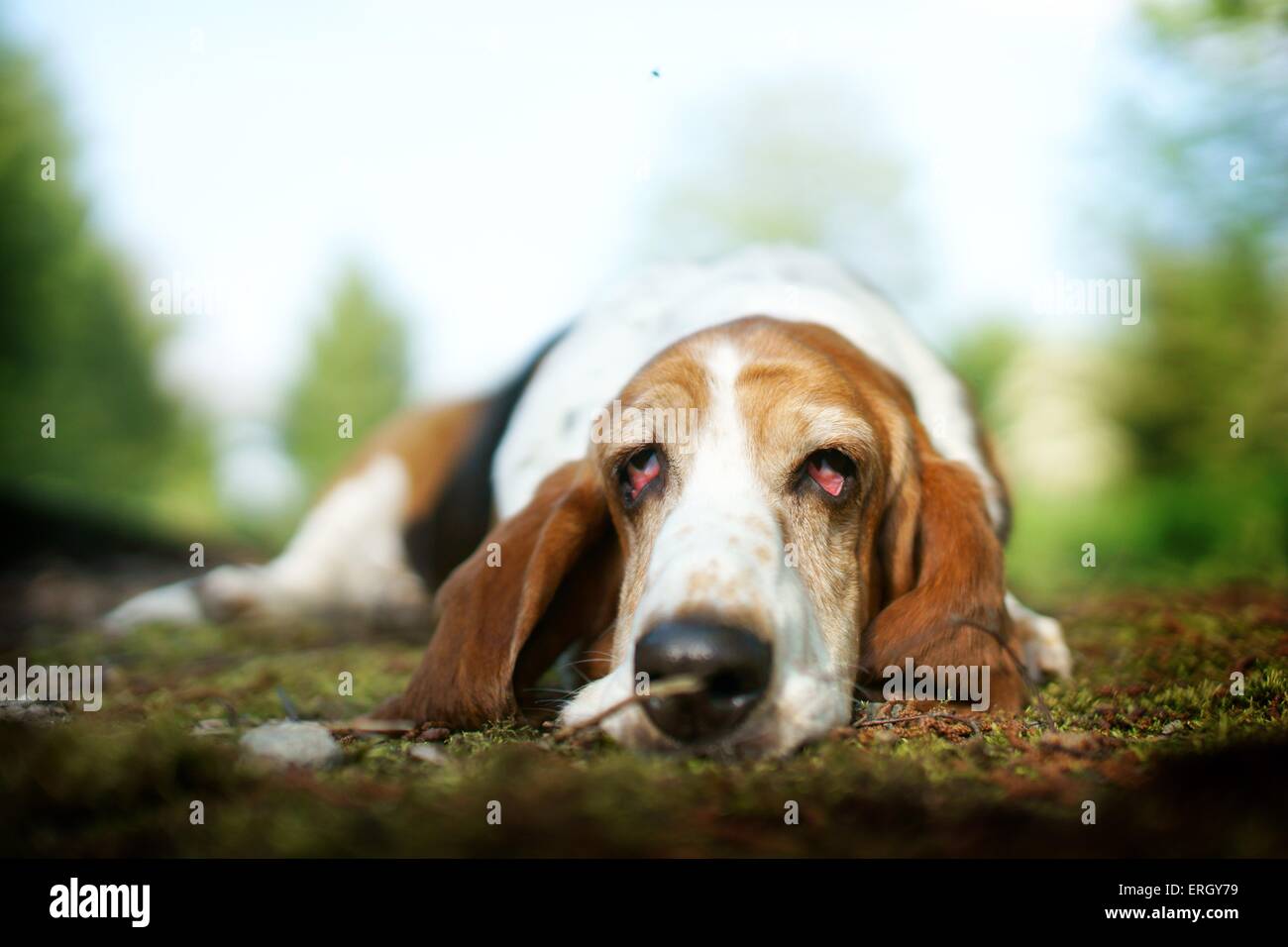 lying Basset Hound Stock Photo - Alamy