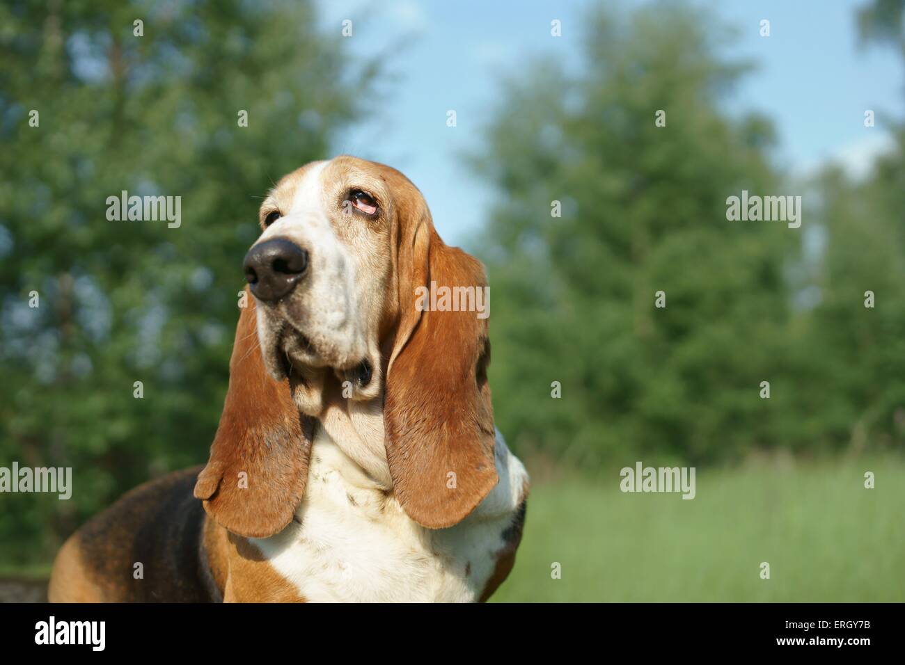 Basset Hound Portrait Stock Photo - Alamy
