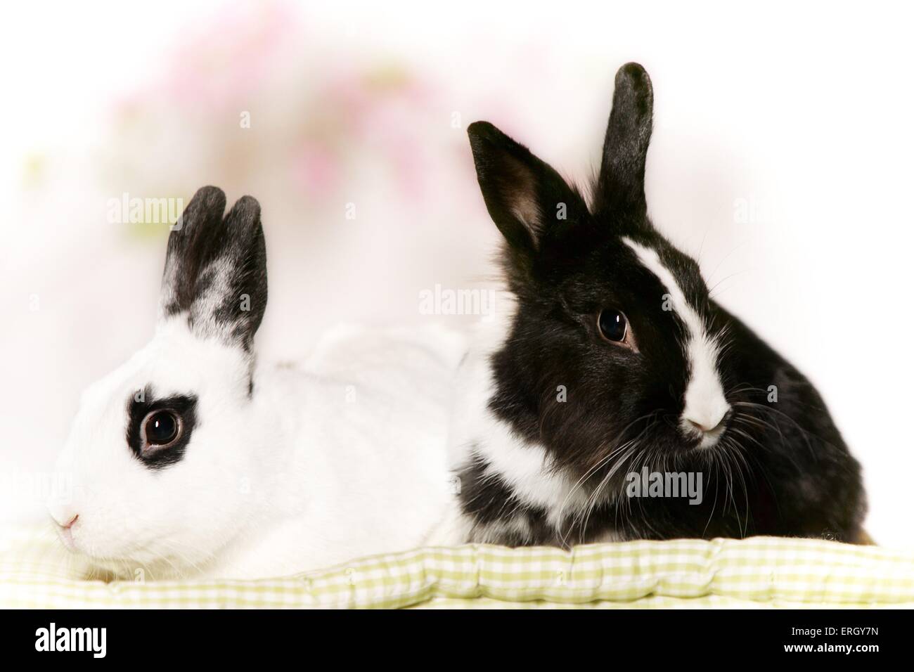 Young rabbits hi-res stock photography and images - Alamy