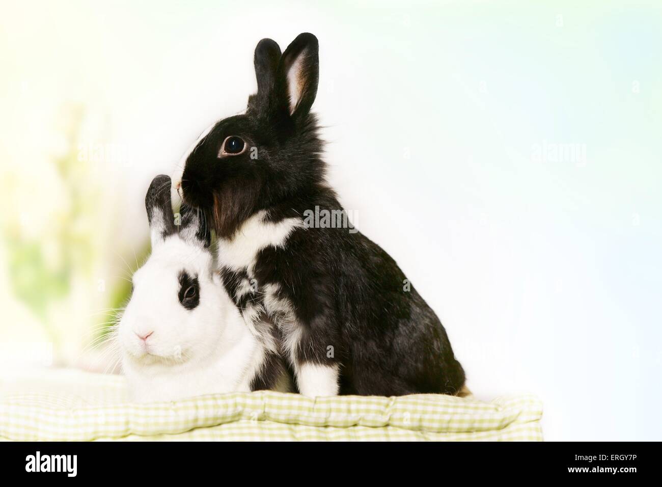 Two cute rabbits hi-res stock photography and images - Alamy