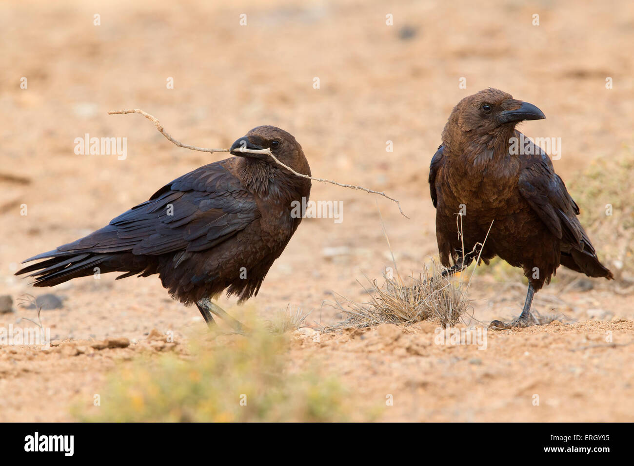 Brown necked ravens hi-res stock photography and images - Alamy