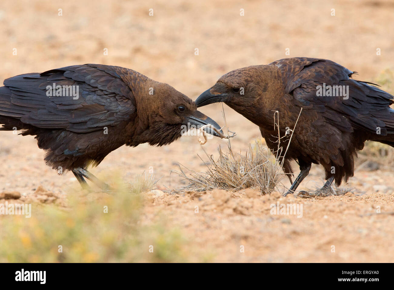 Brown necked ravens hi-res stock photography and images - Alamy