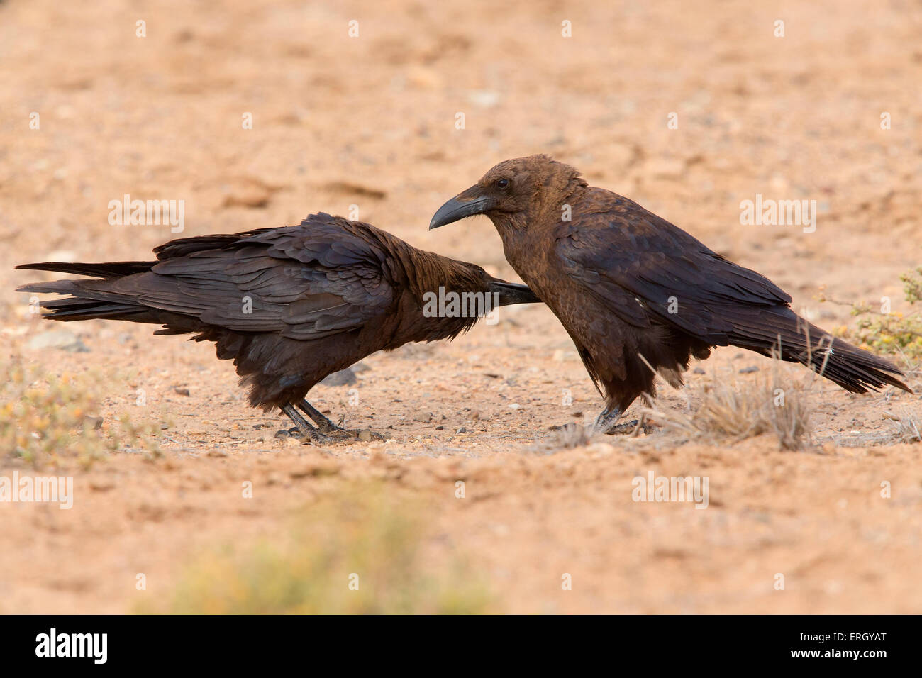 Brown necked ravens hi-res stock photography and images - Alamy
