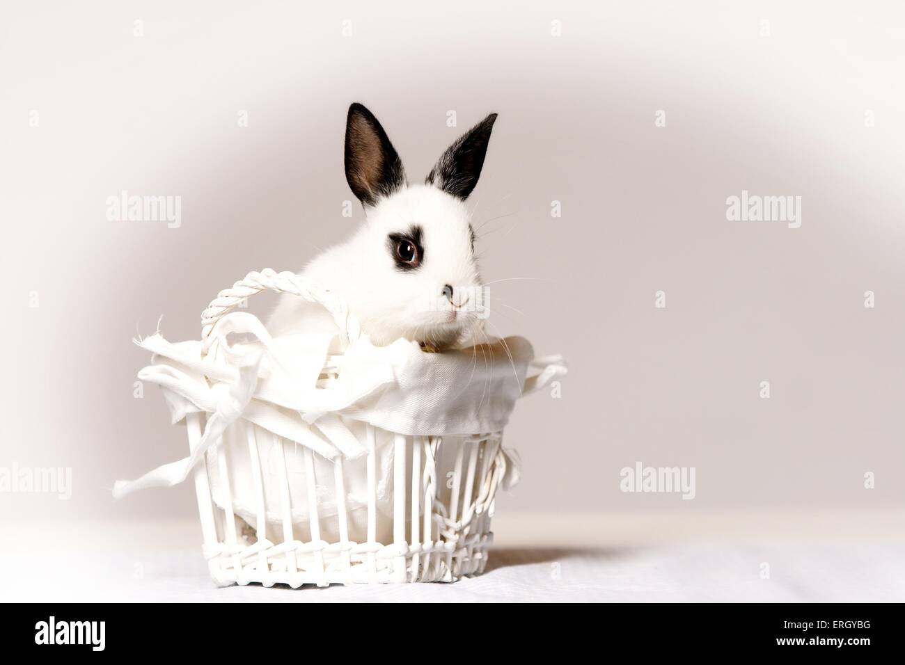 Beige and white rabbit hi-res stock photography and images - Alamy
