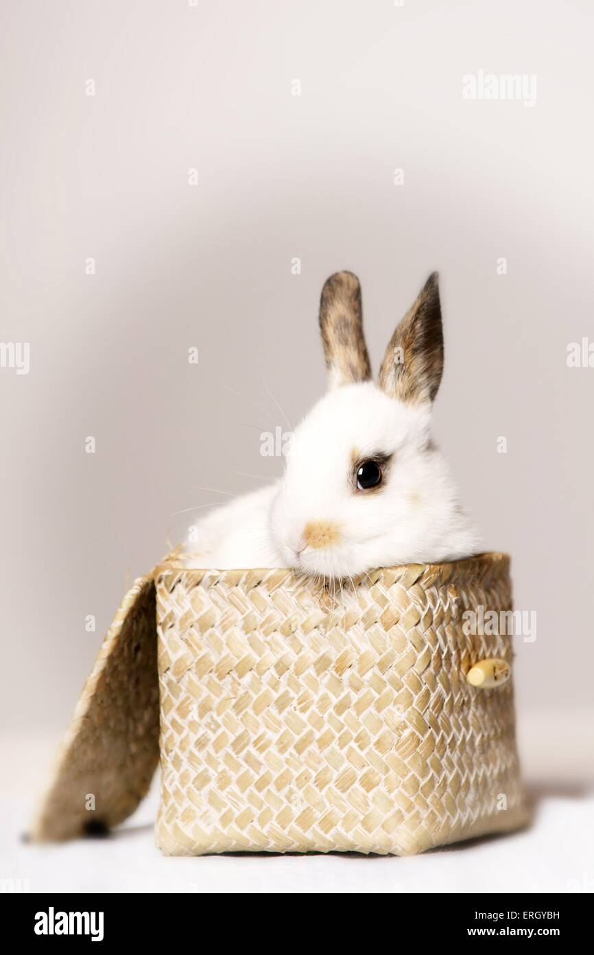 Light brown rabbit hi-res stock photography and images - Alamy