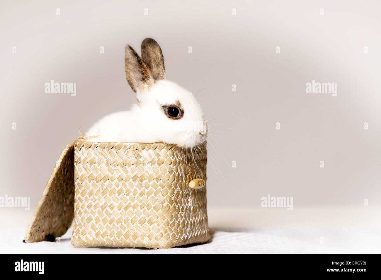 Beige and white rabbit hi-res stock photography and images - Alamy