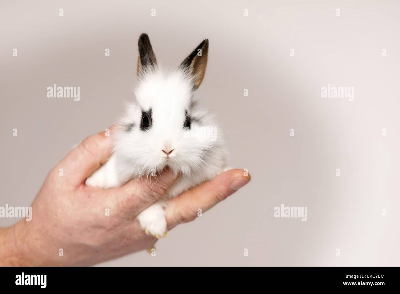 Rabbit and human hands hi-res stock photography and images - Alamy