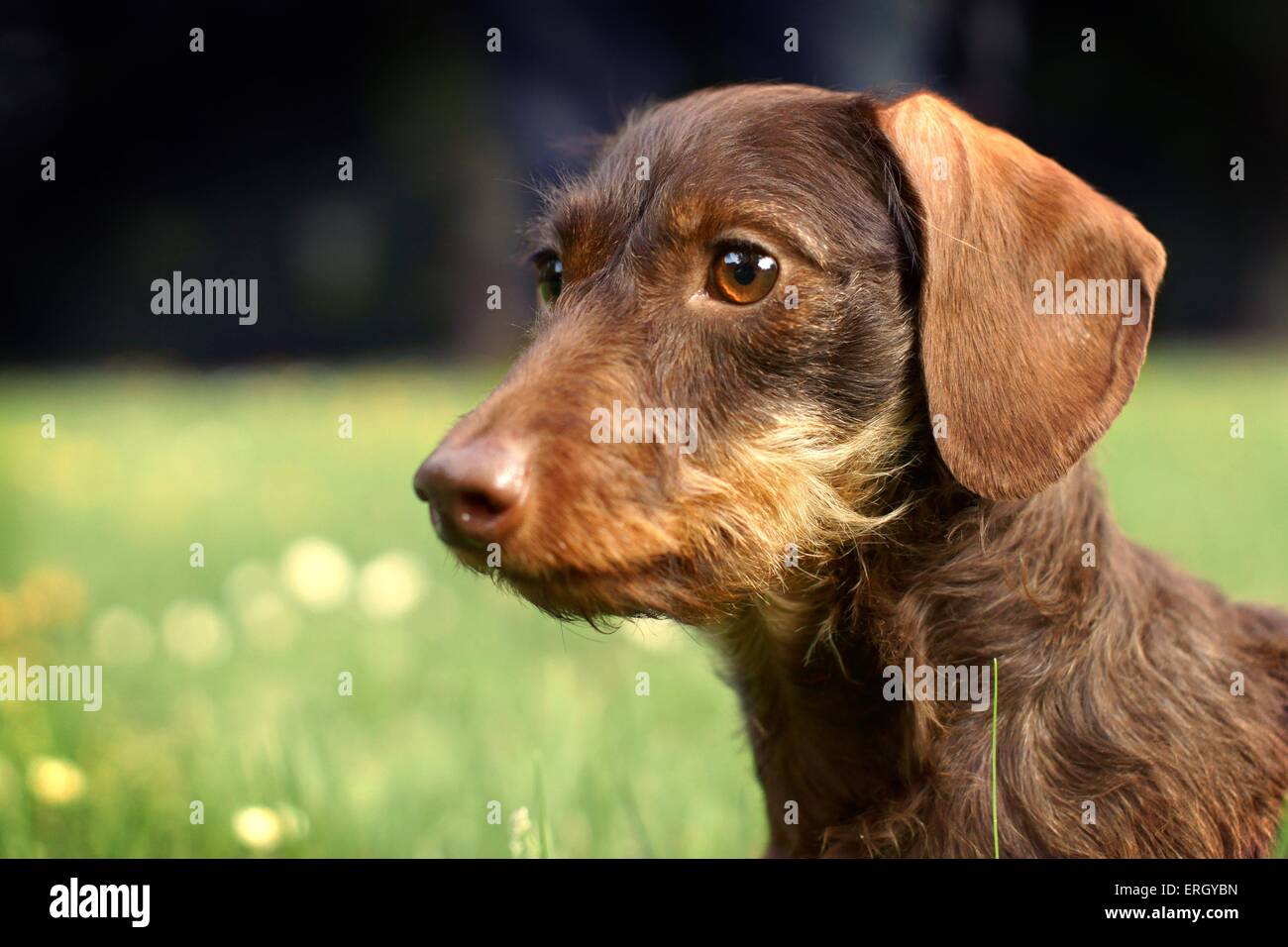 wirehaired teckel portrait Stock Photo - Alamy