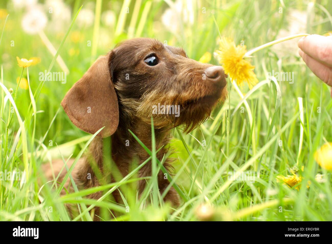 snuffling wirehaired teckel Stock Photo - Alamy