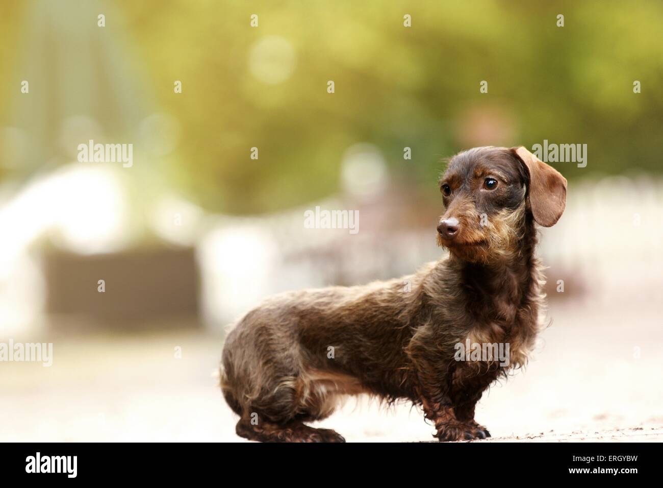 sitting wirehaired teckel Stock Photo - Alamy