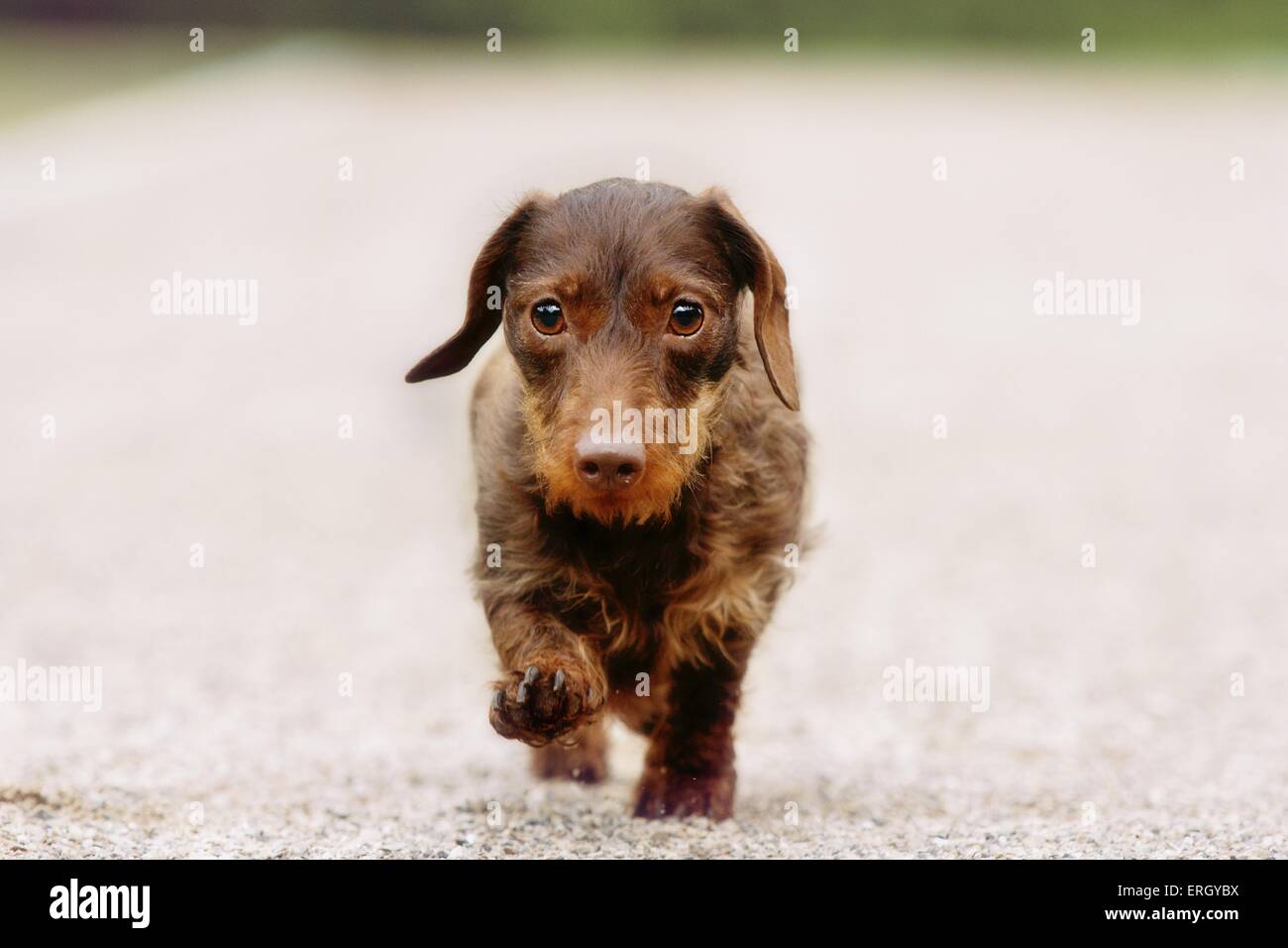 walking wirehaired teckel Stock Photo - Alamy