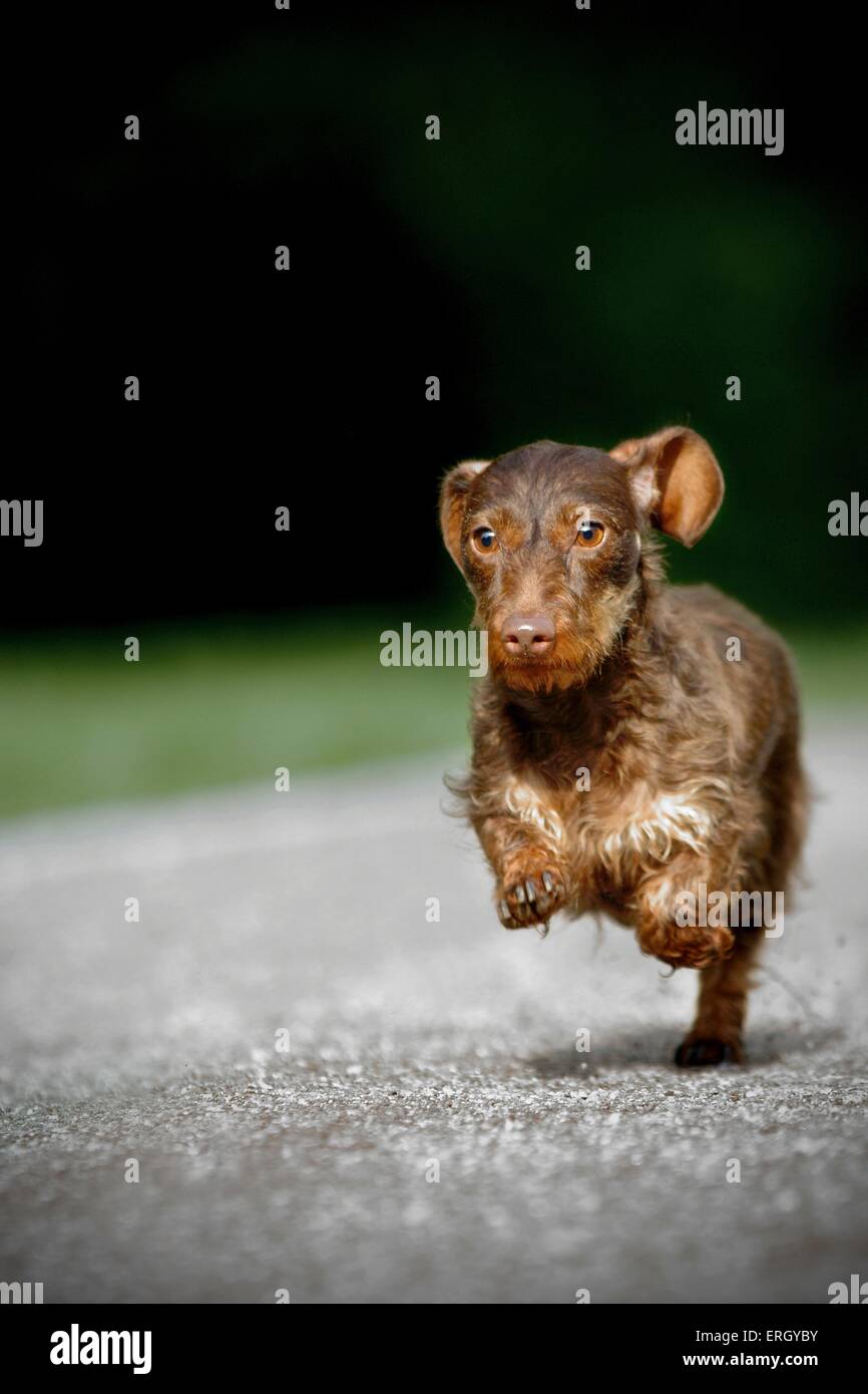 running wirehaired teckel Stock Photo - Alamy