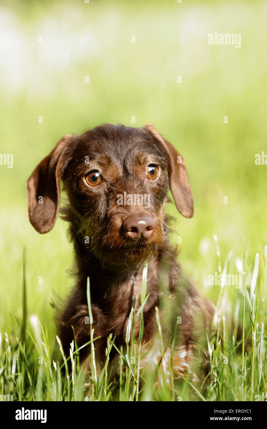 wirehaired teckel portrait Stock Photo - Alamy