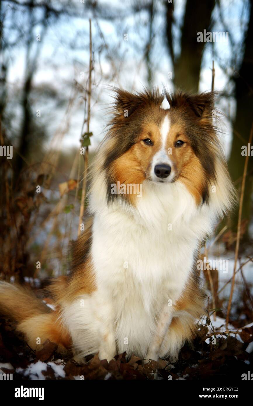 sitting Shetland Sheepdog Stock Photo - Alamy