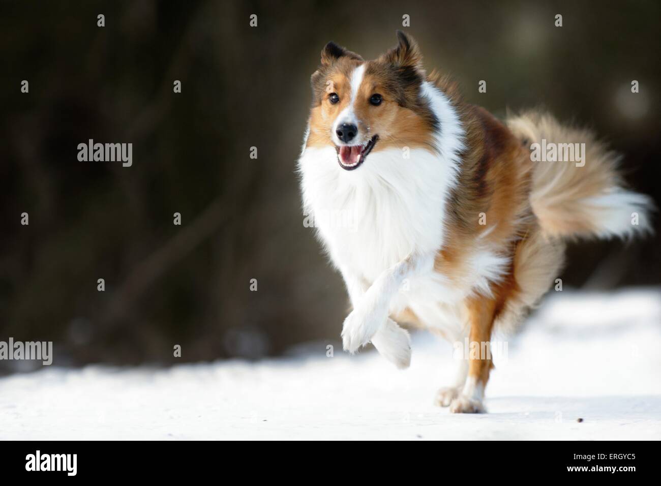 running Shetland Sheepdog Stock Photo - Alamy