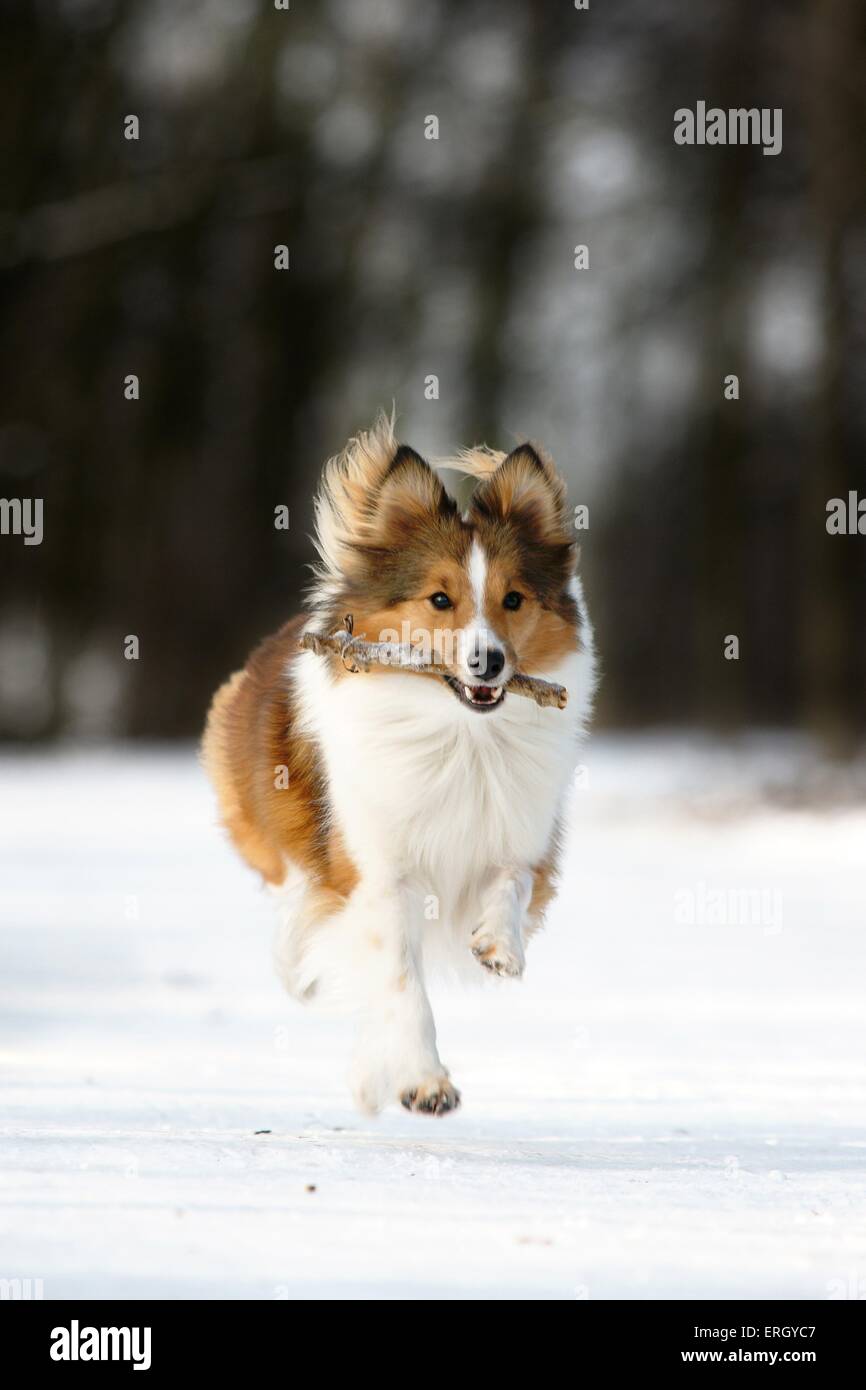 playing Shetland Sheepdog Stock Photo - Alamy