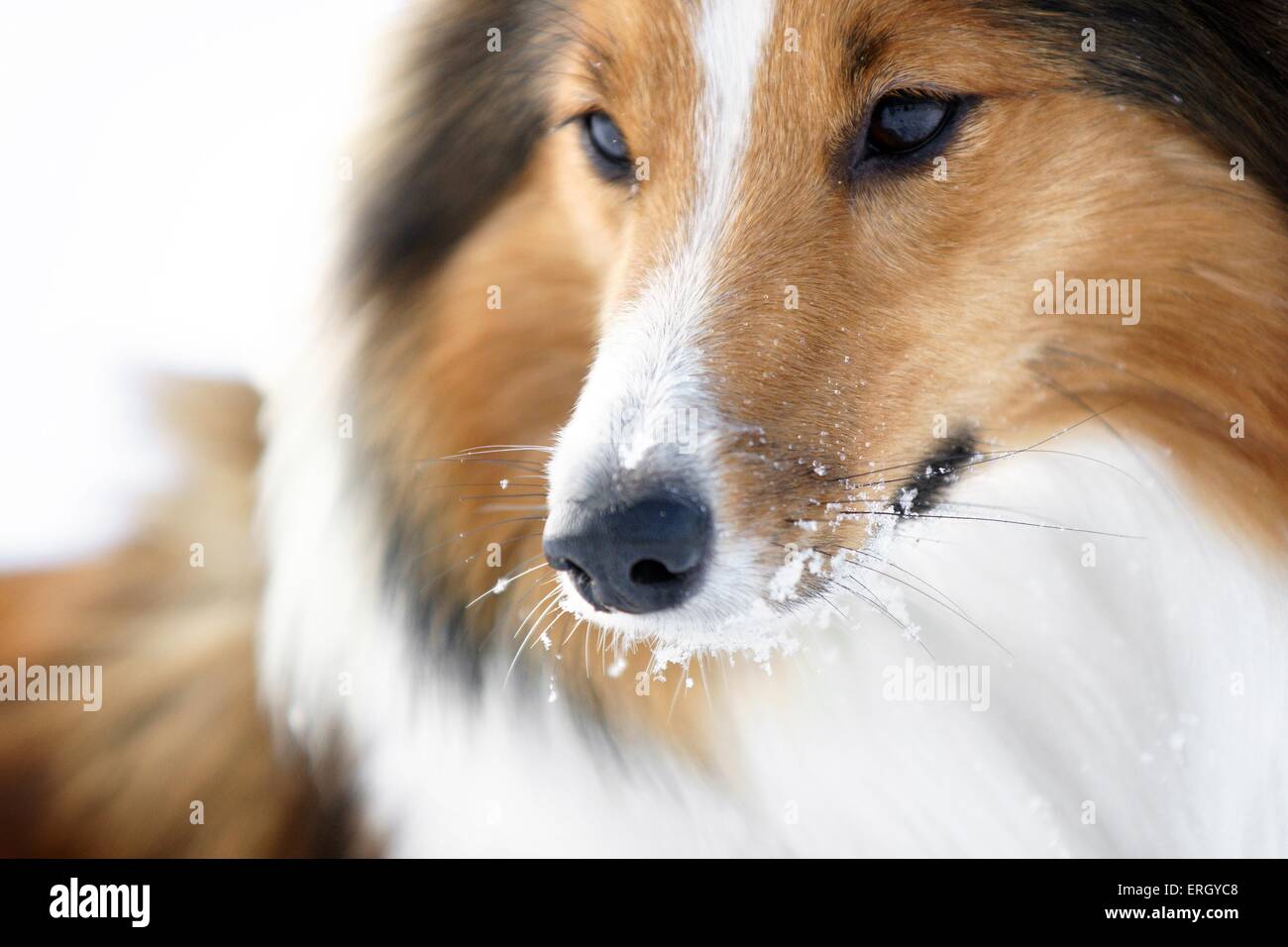 Shetland Sheepdog face Stock Photo - Alamy