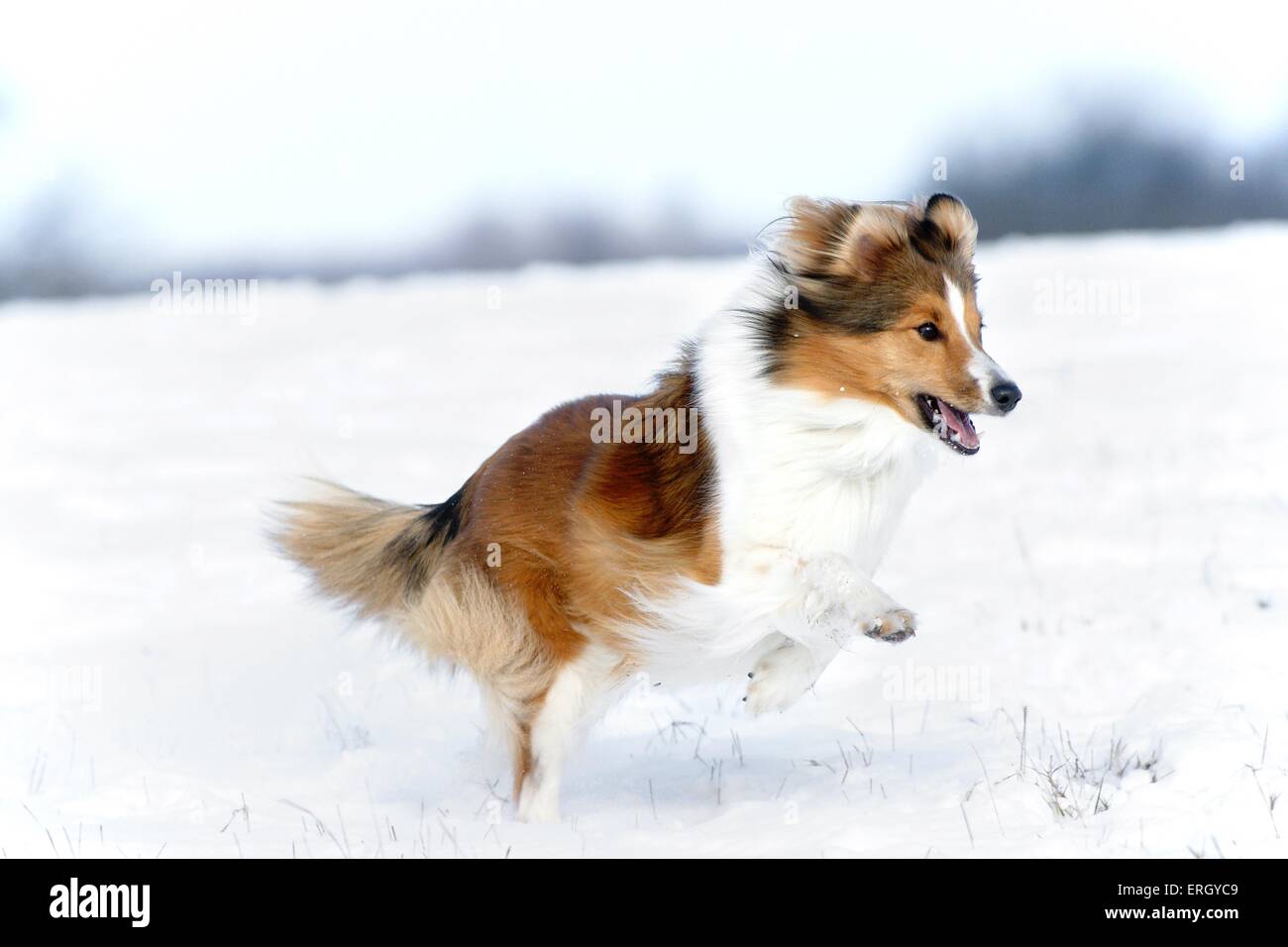 running Shetland Sheepdog Stock Photo - Alamy